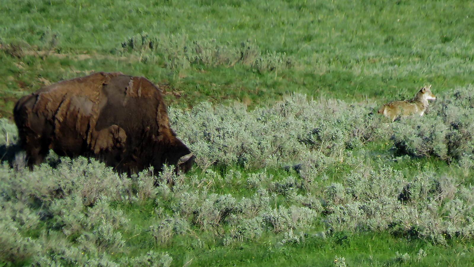 Bison and Coyote | RegenAxe