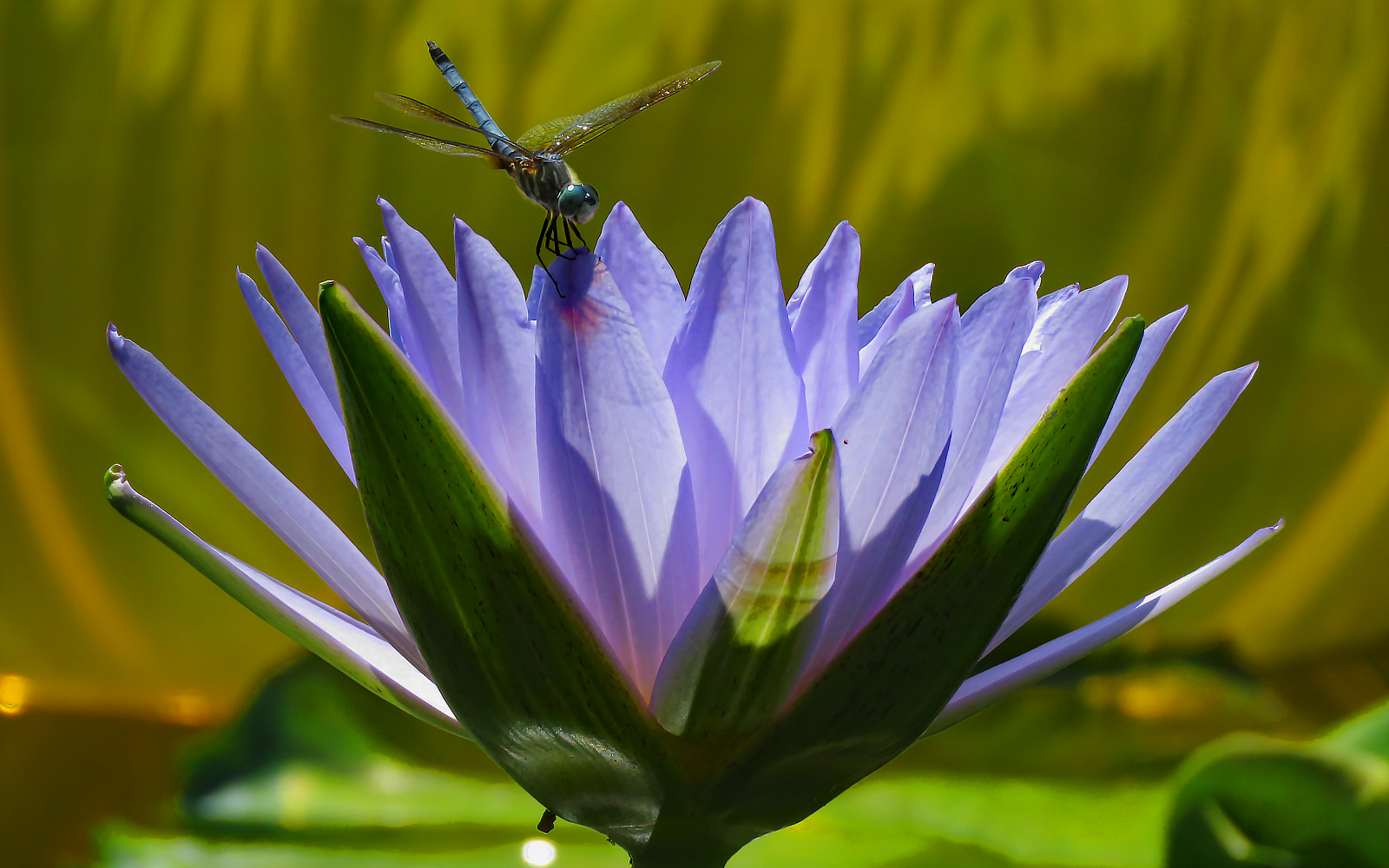 Dragonfly, Lily and Chihuly | RegenAxe