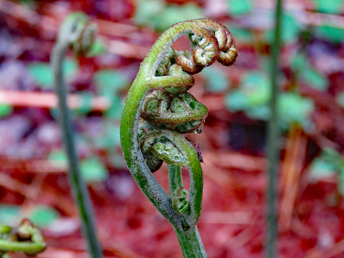 Unfurled Fern | RegenAxe