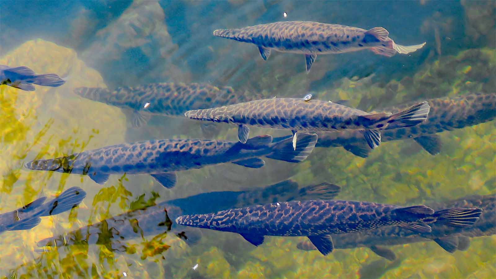 Florida Gar | RegenAxe