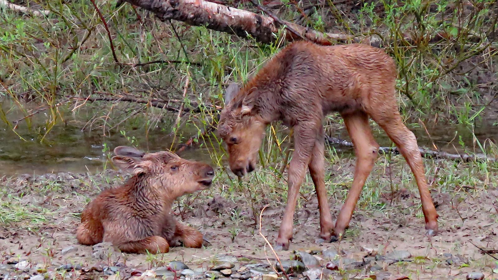 Moose Calves | RegenAxe
