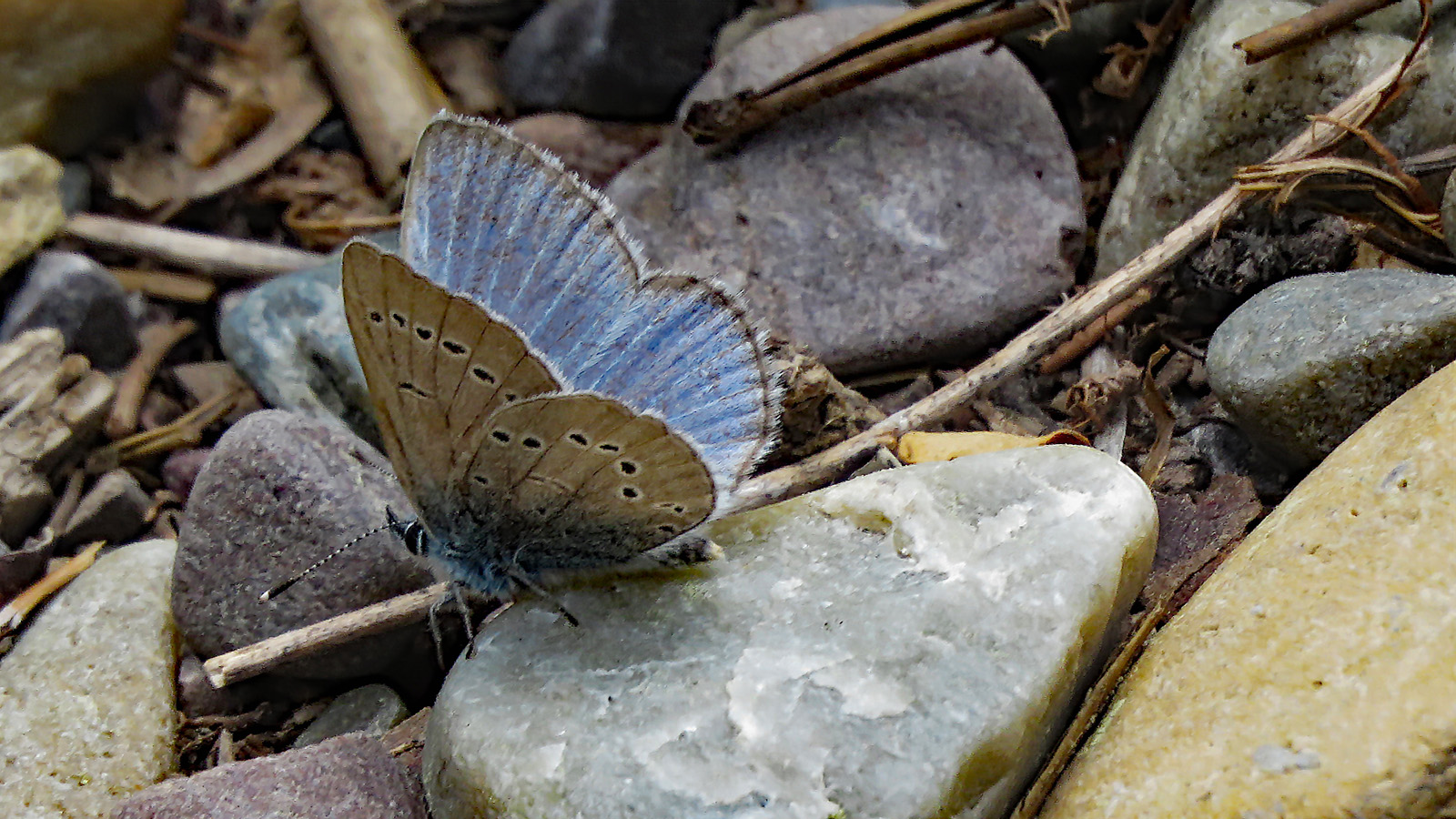 Silvery Blue Butterfly | RegenAxe