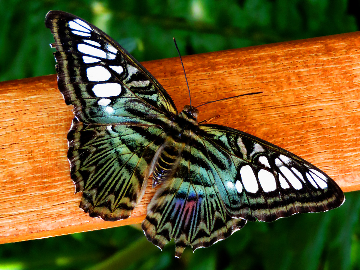 Some Favorite Photos of 2019 | RegenAxe