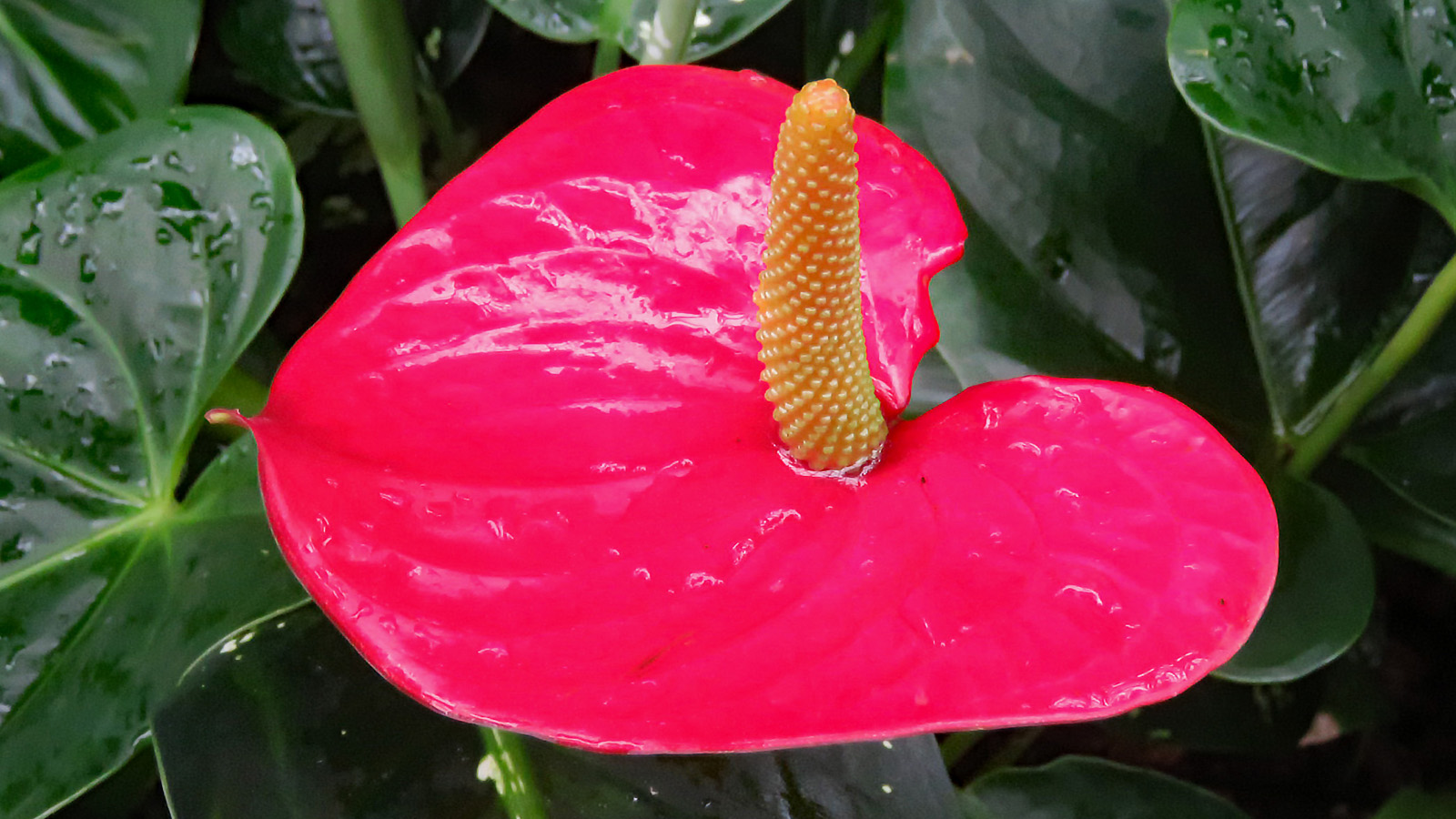 Flamingo Flower | RegenAxe