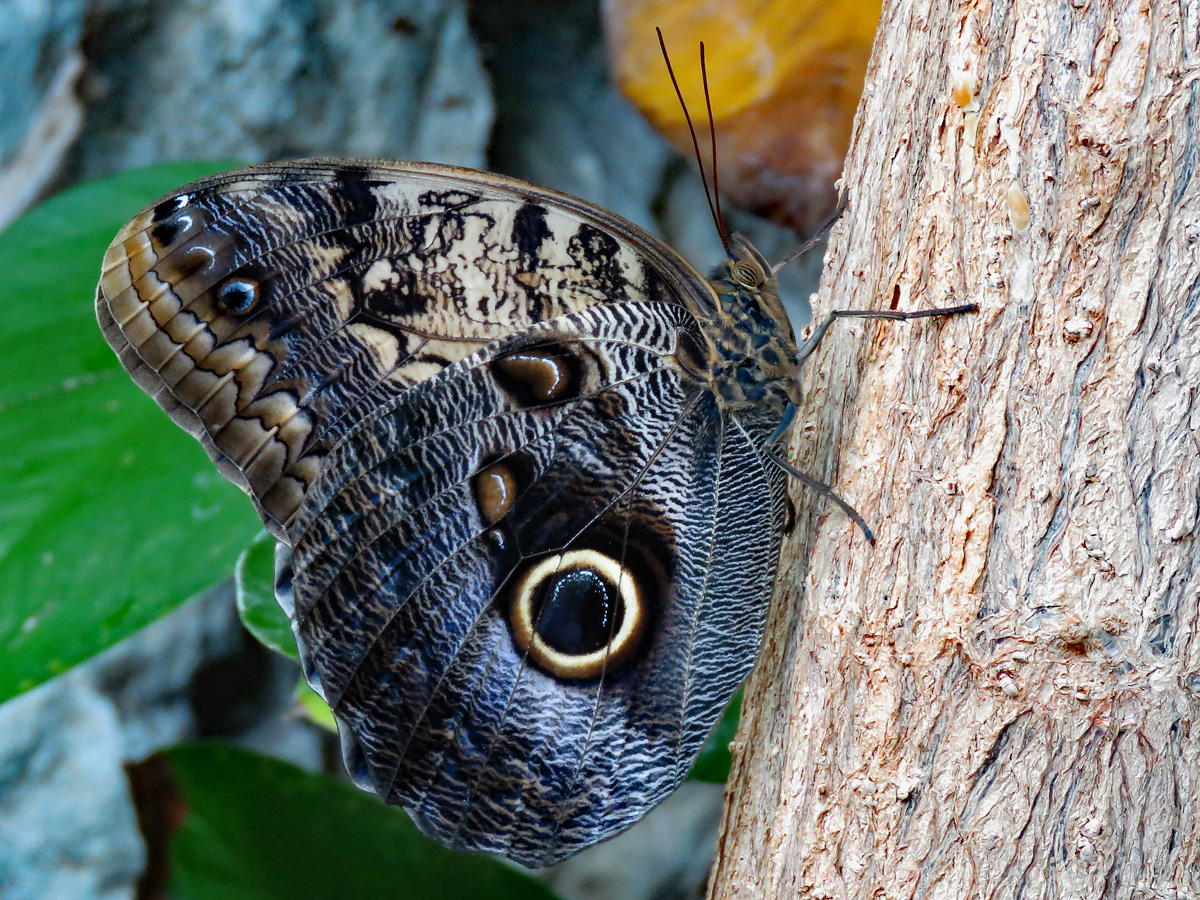 Owl Butterfly | RegenAxe