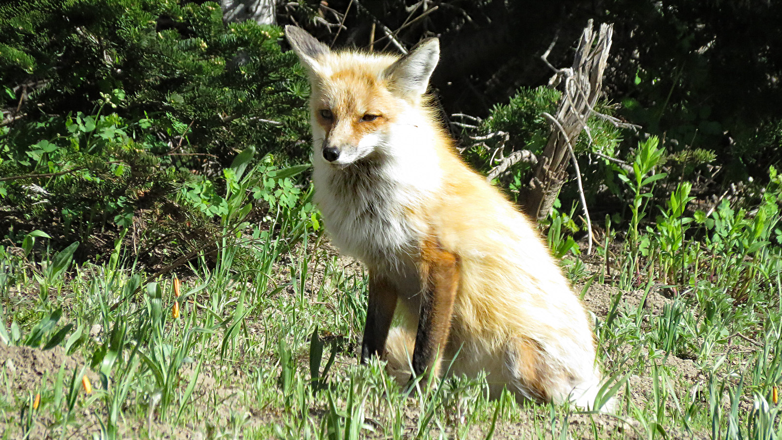 Yellowstone Red Fox | RegenAxe