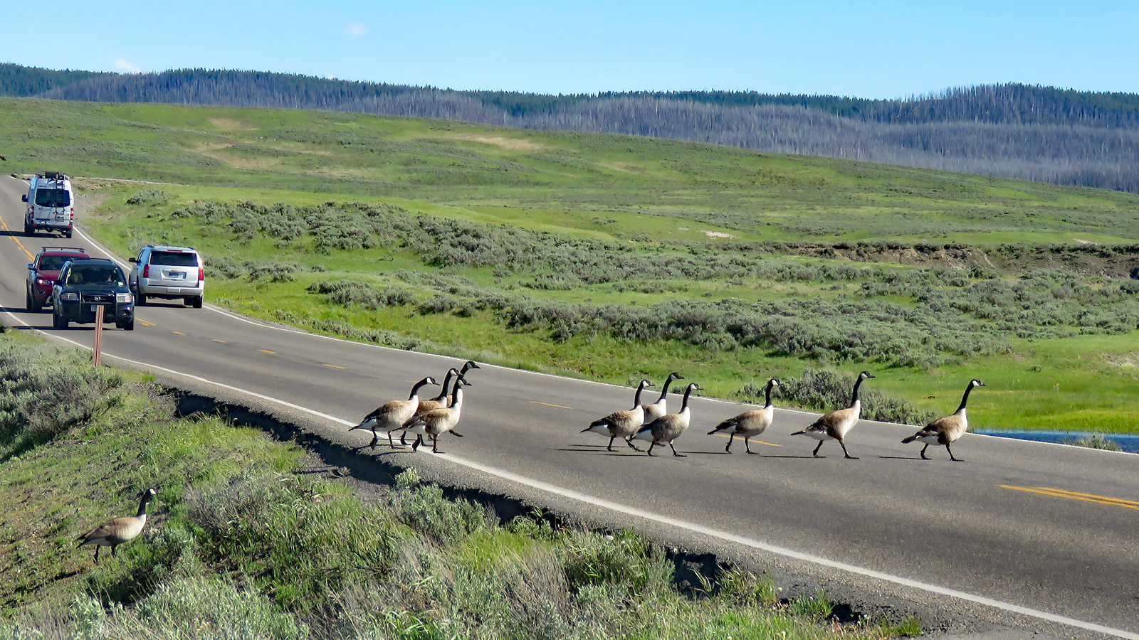 Goose-Stepping | RegenAxe