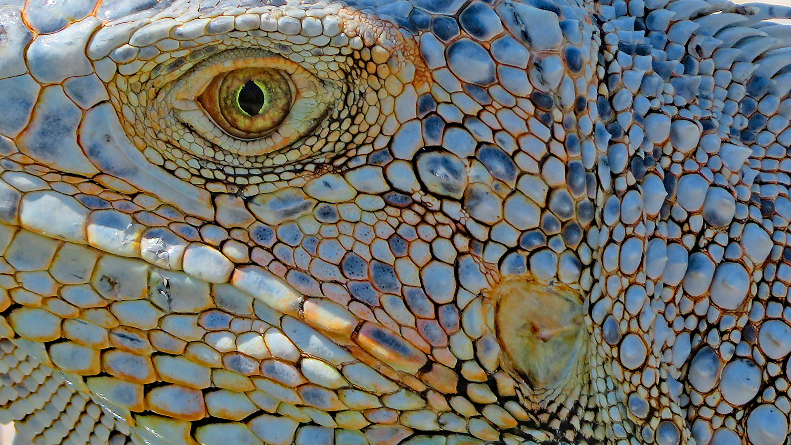 Eye of the Iguana | RegenAxe