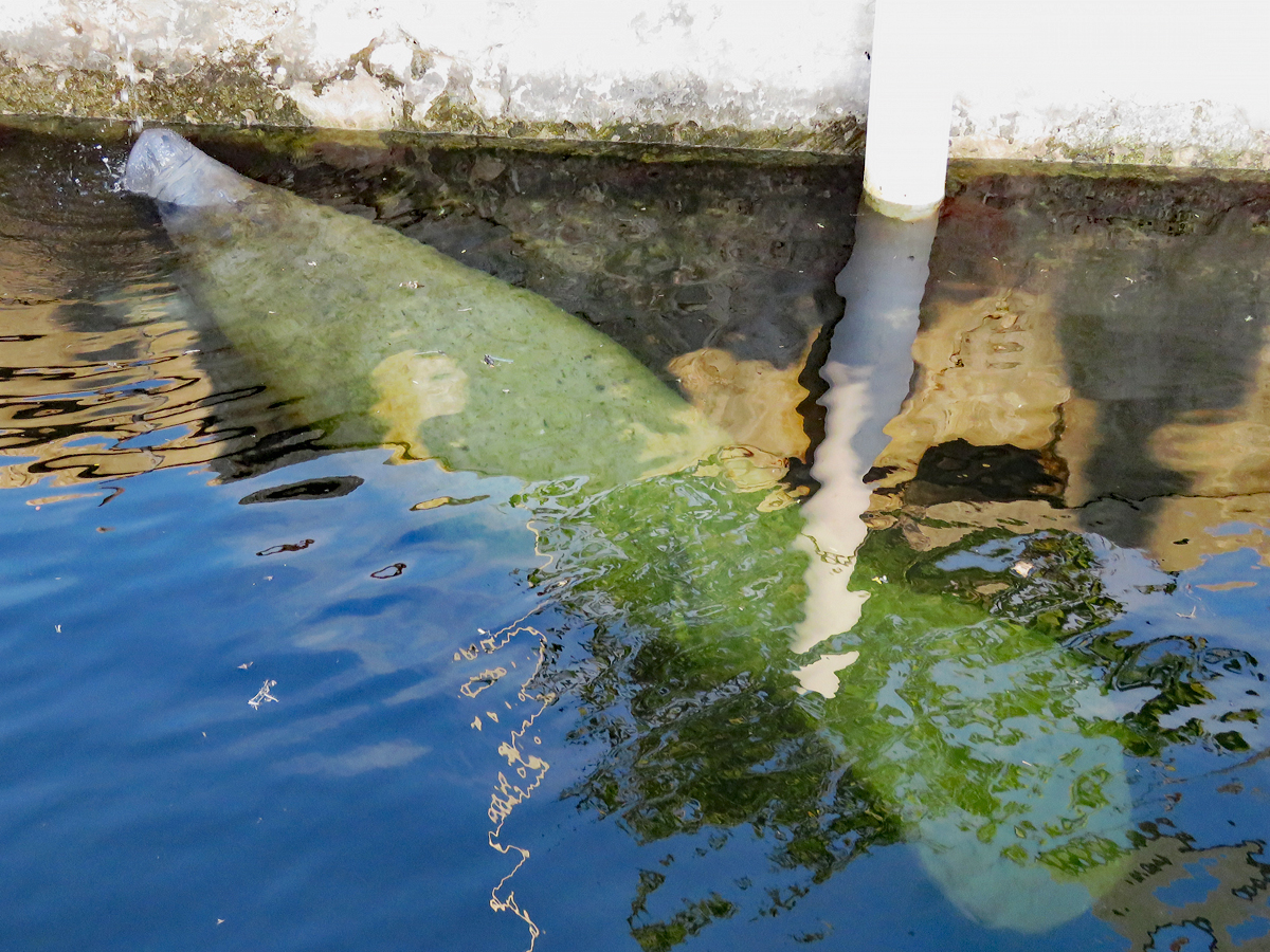 Manatee Drinking from the Garden Hose | RegenAxe