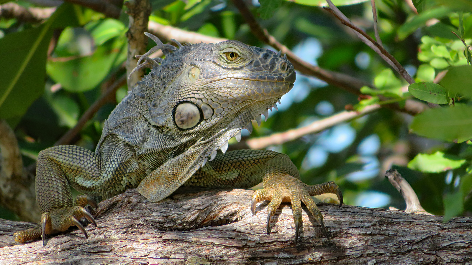 Tree Climbing Iguana | RegenAxe