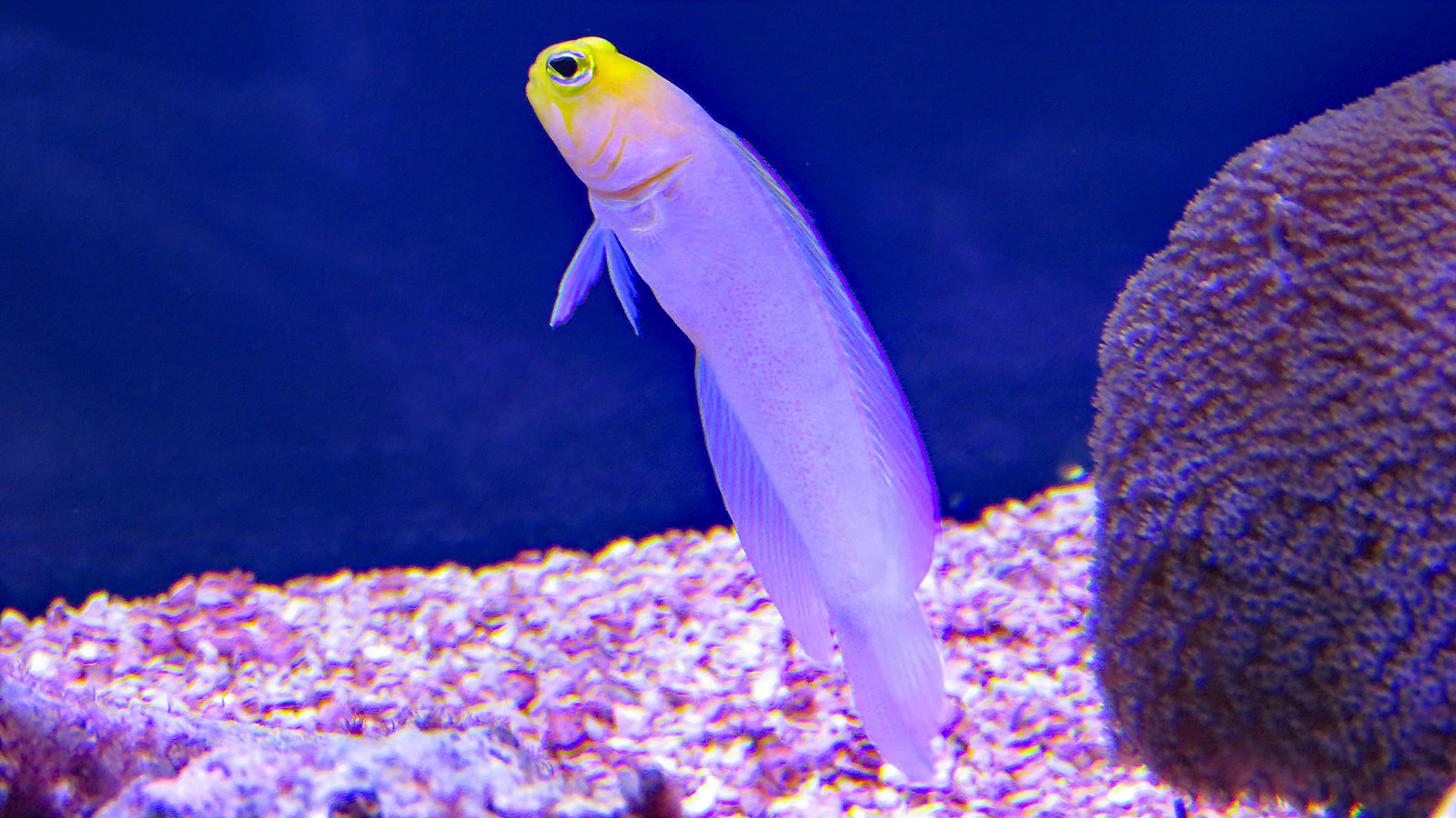 Yellowhead Jawfish | RegenAxe
