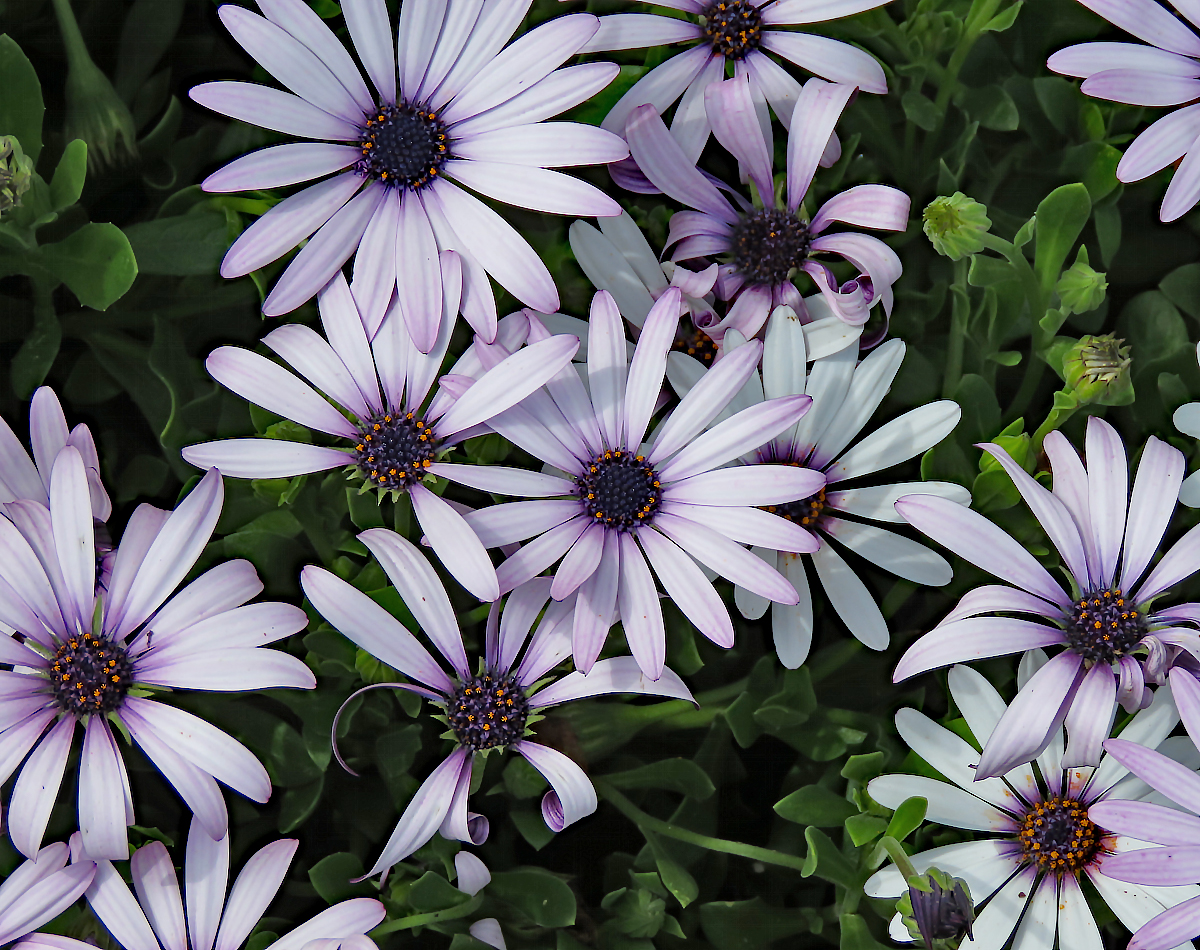 African Daises | RegenAxe