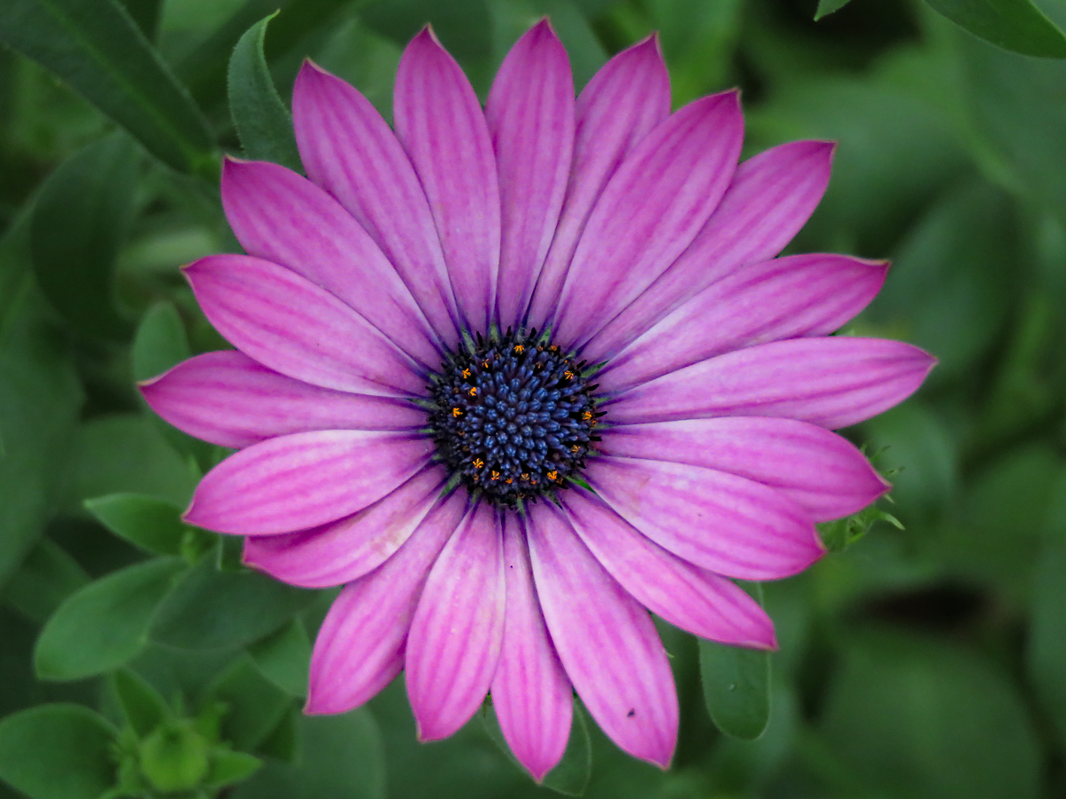 Medicare (Part 2) | RegenAxe