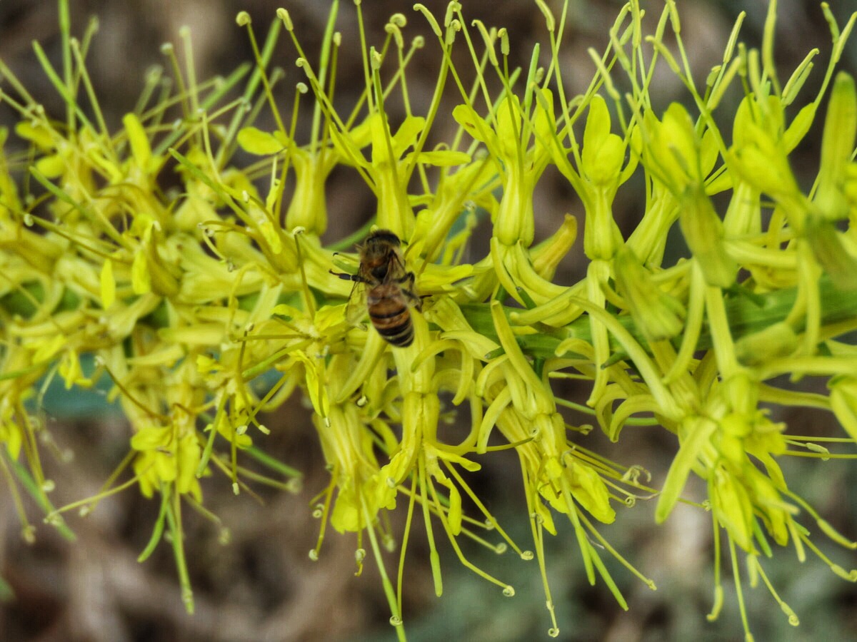 Desert Flowers | RegenAxe