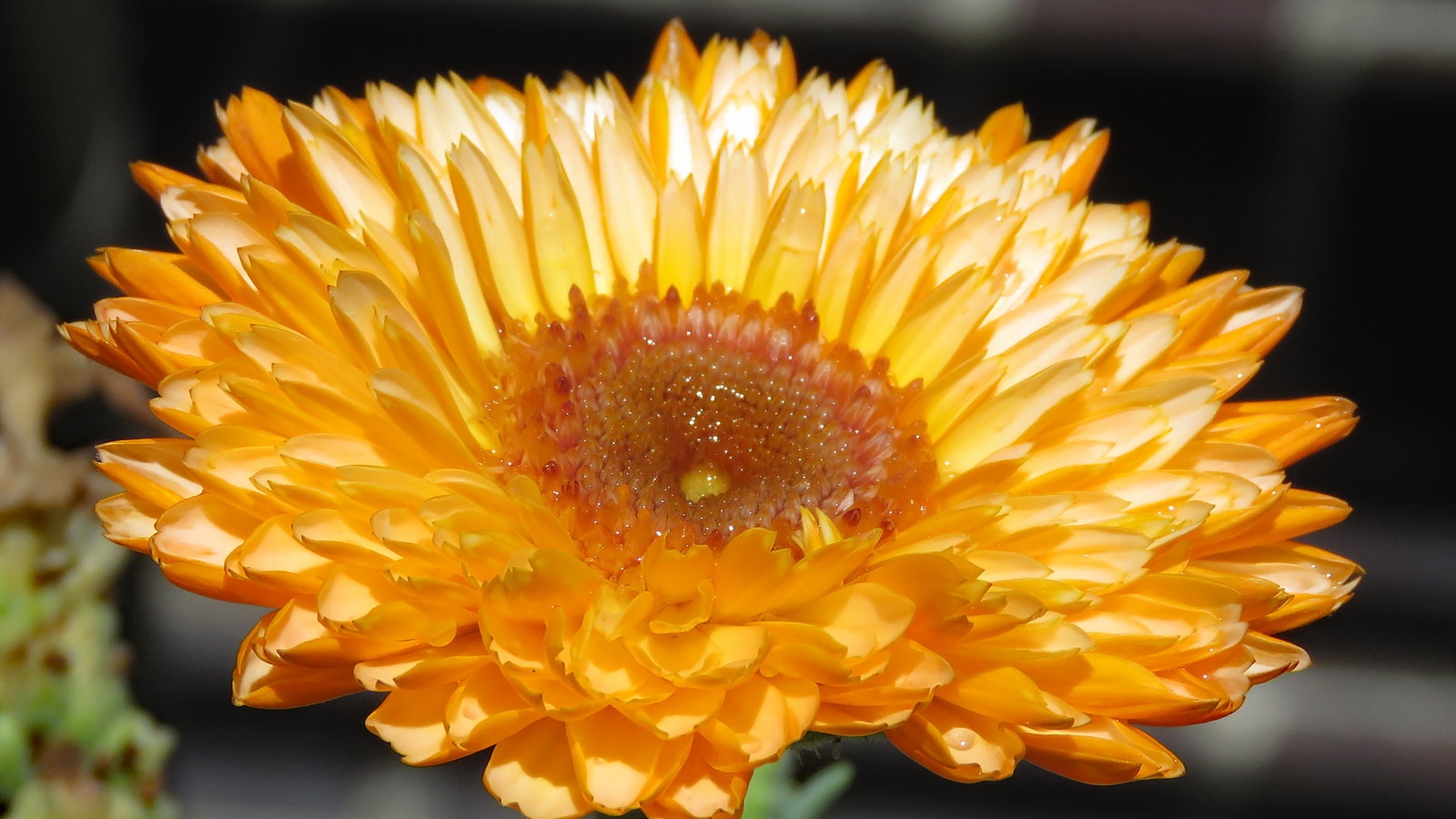 Something in the Daisy Family | RegenAxe