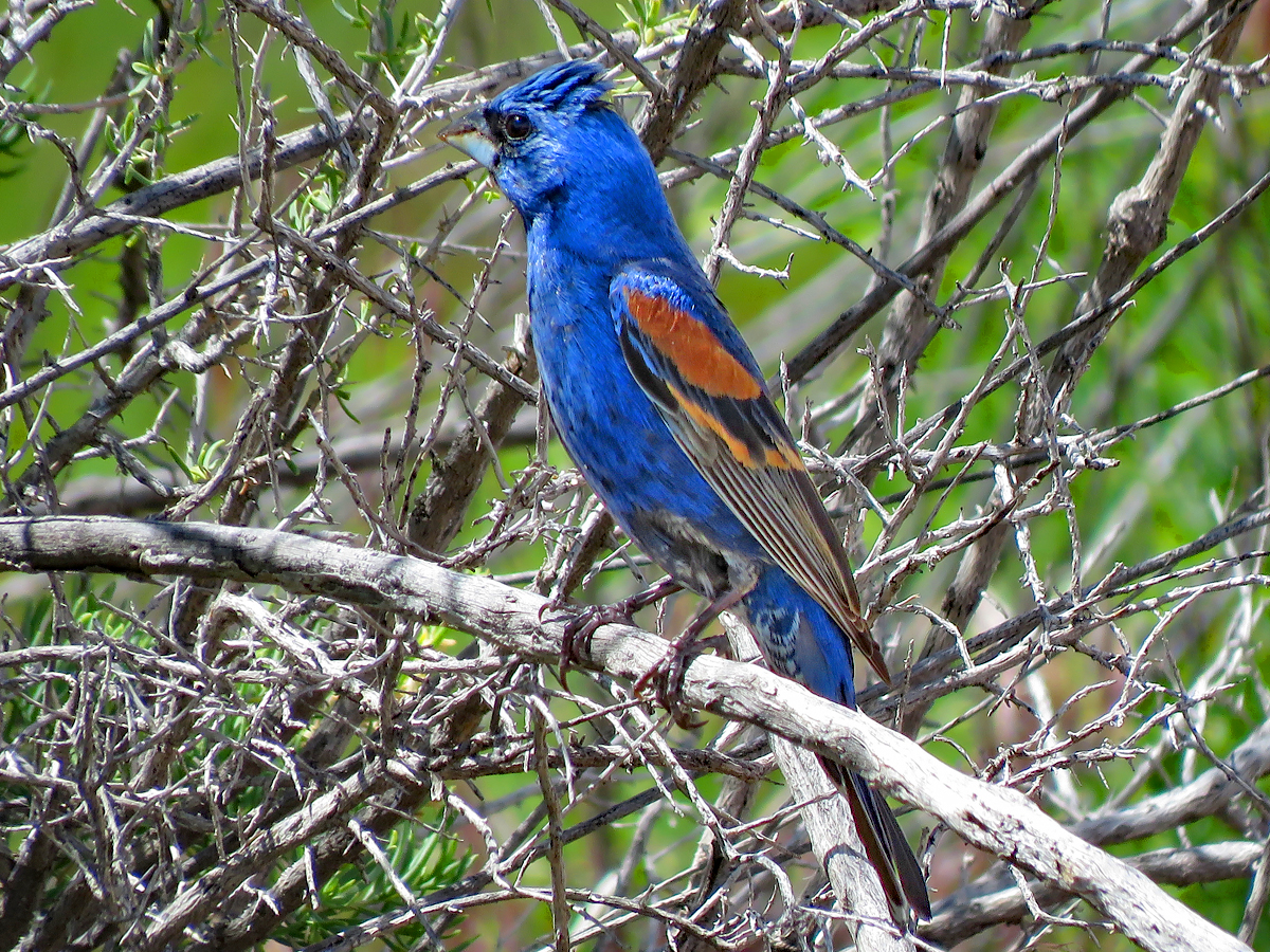 Blue Grosbeak | RegenAxe