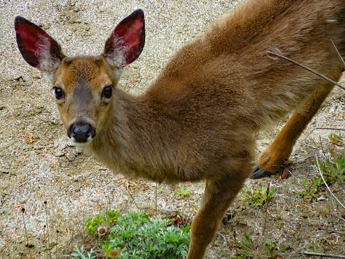 Look, Dear | RegenAxe