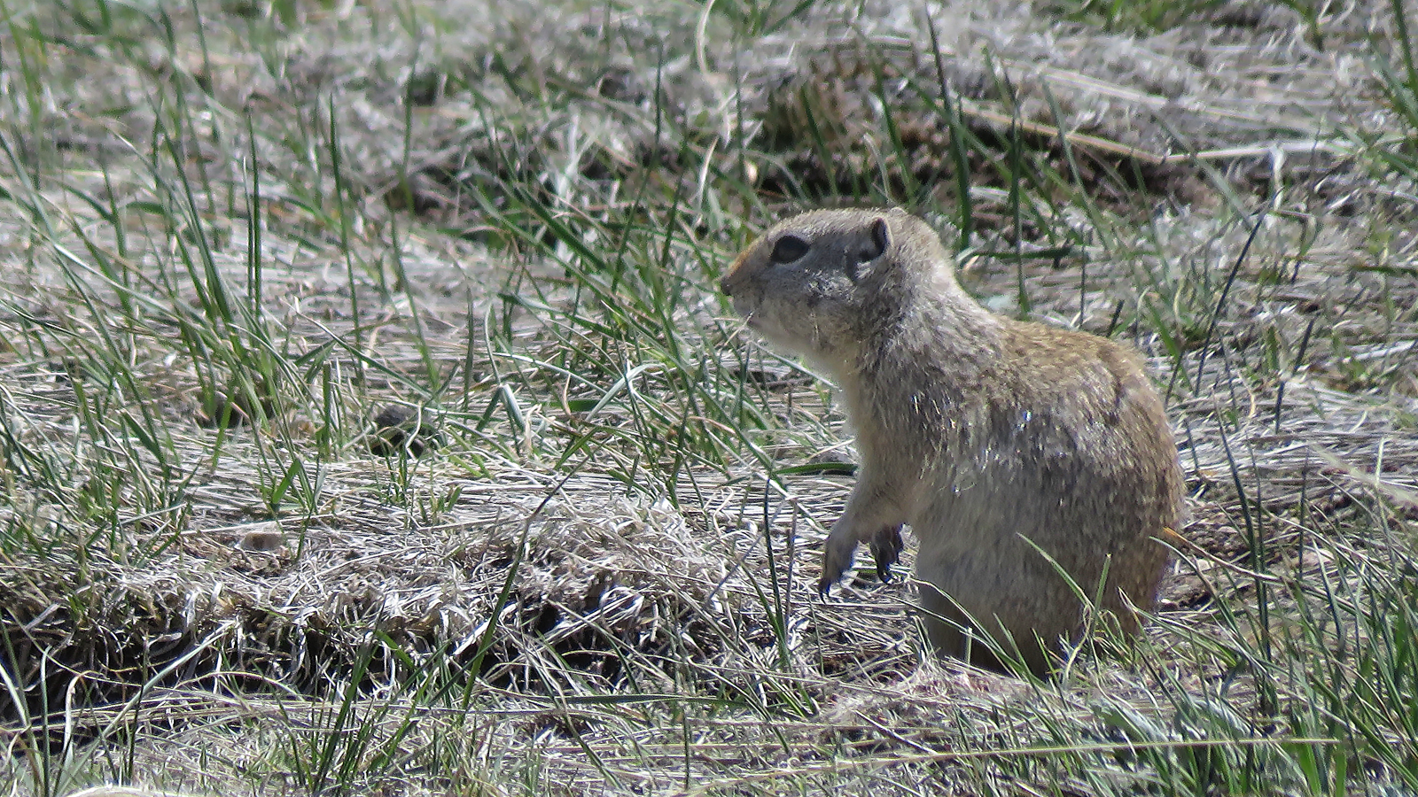 Rocky Mountain Ground Squirrel | RegenAxe