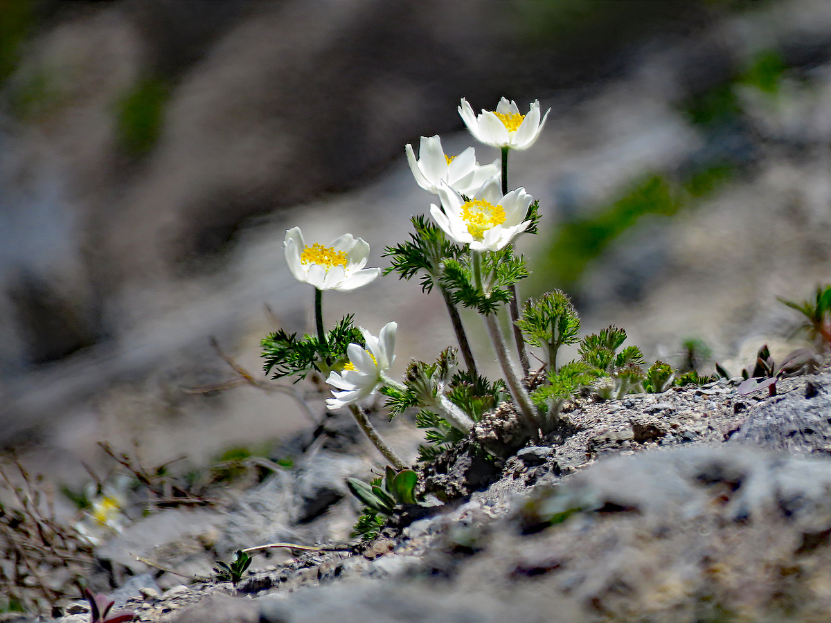 Mountain Pasque | RegenAxe