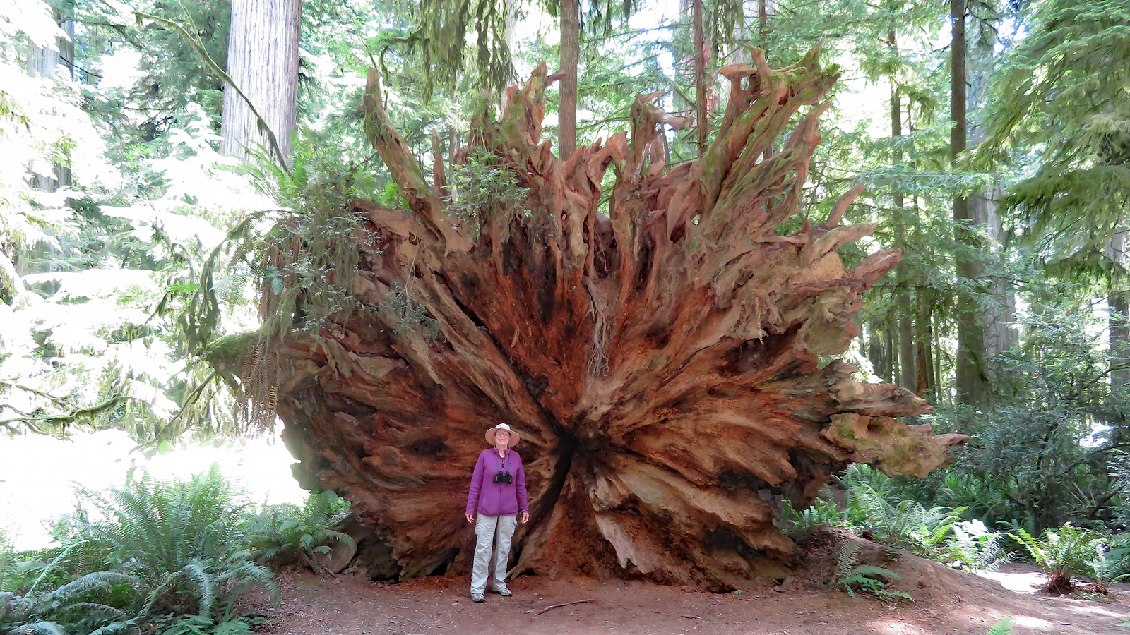 Old Growth – Growing Old | RegenAxe