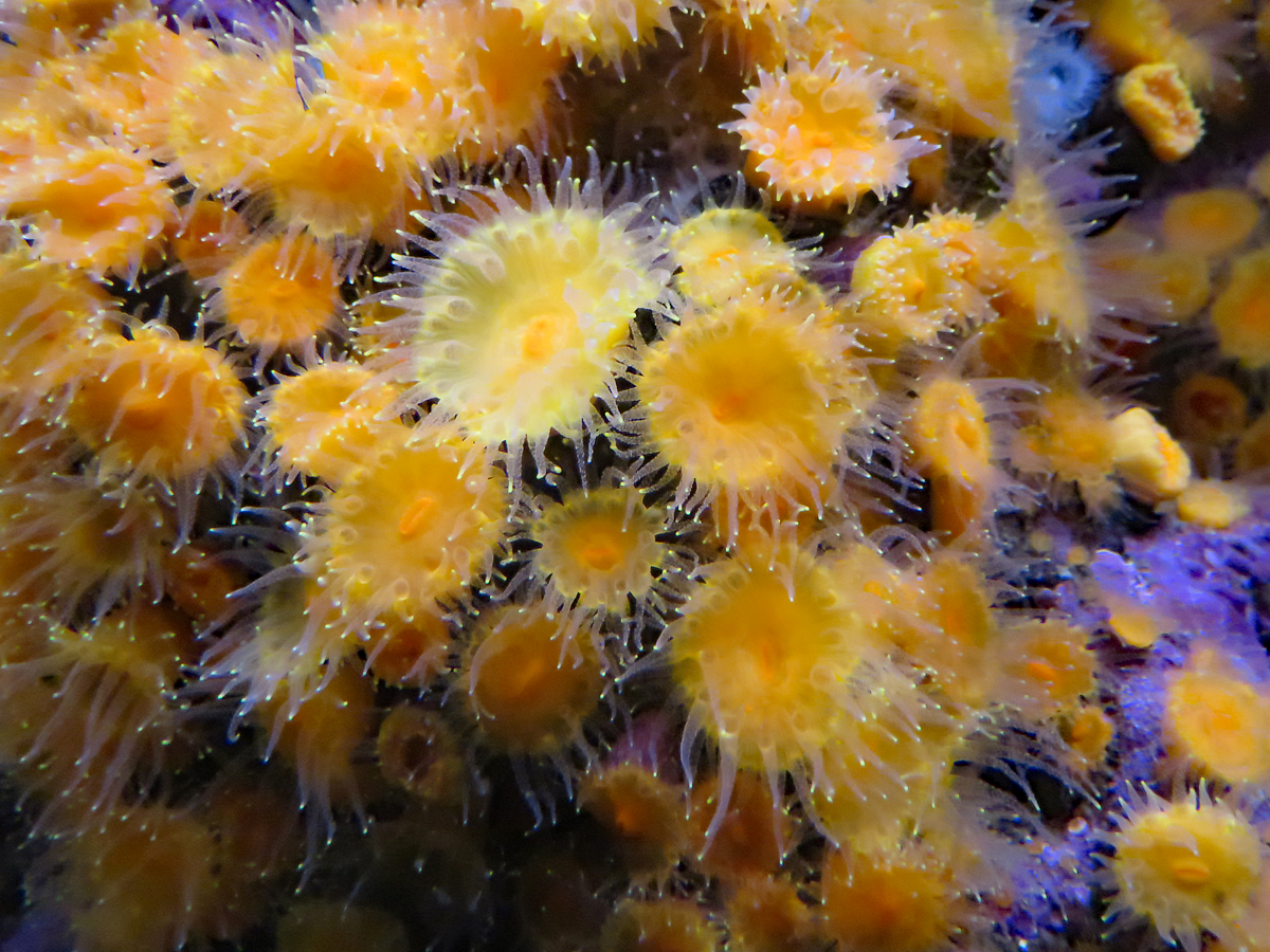 Orange Cup Coral | RegenAxe