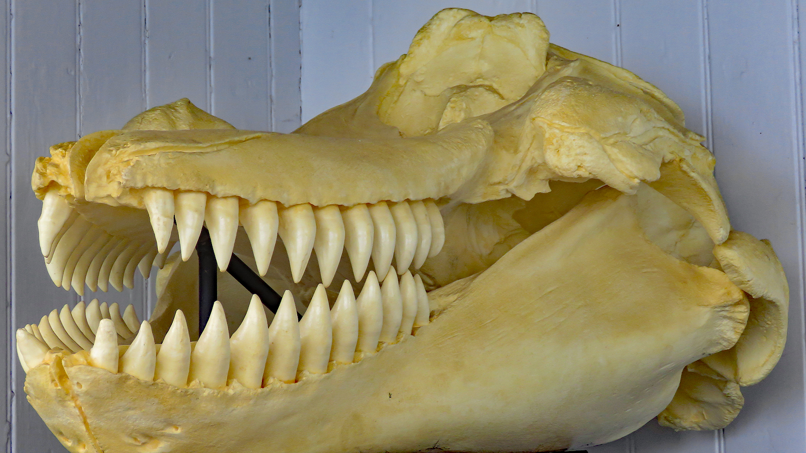 Apex Predators | RegenAxe