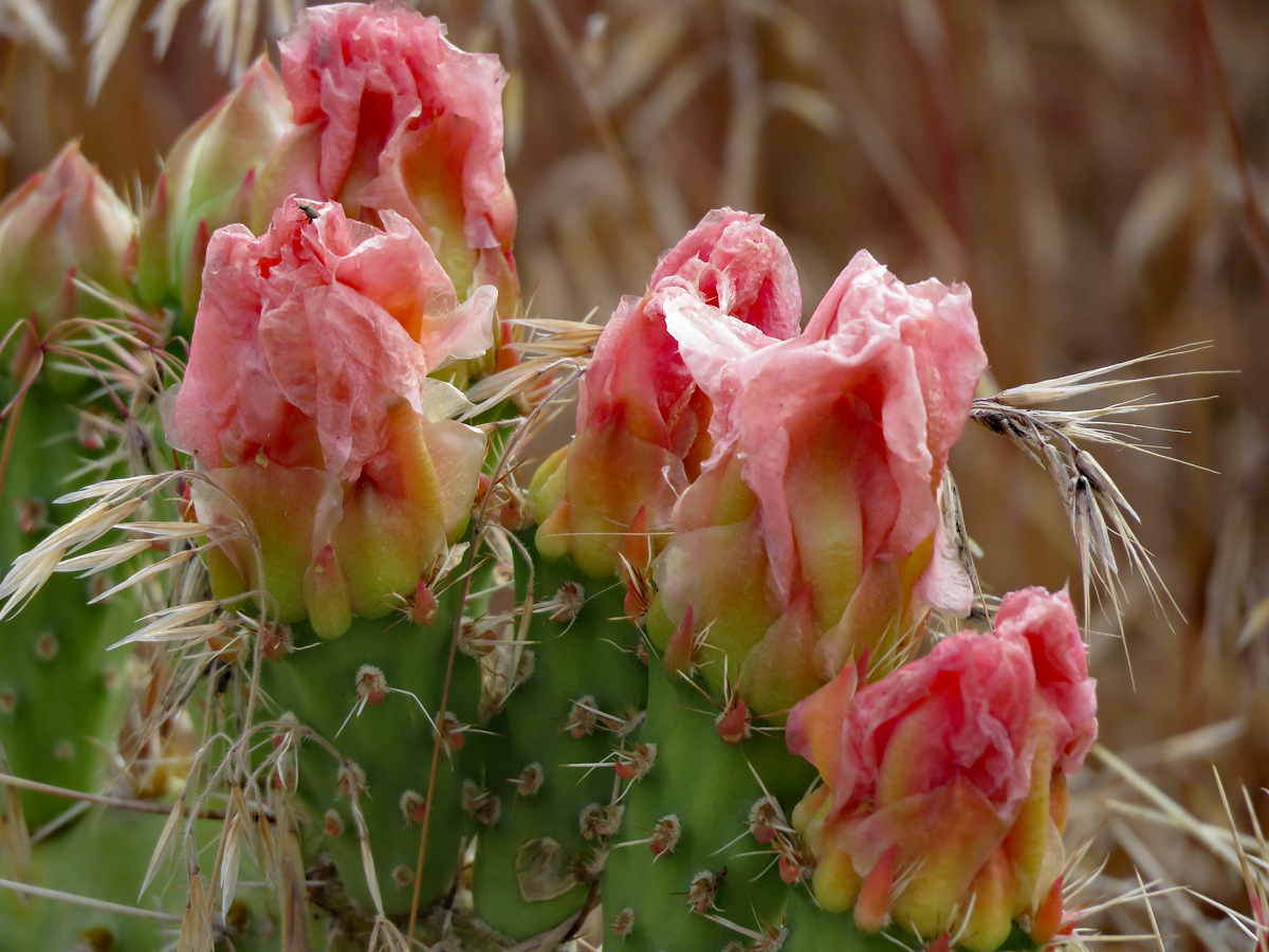 Prickly Pear Flowers | RegenAxe