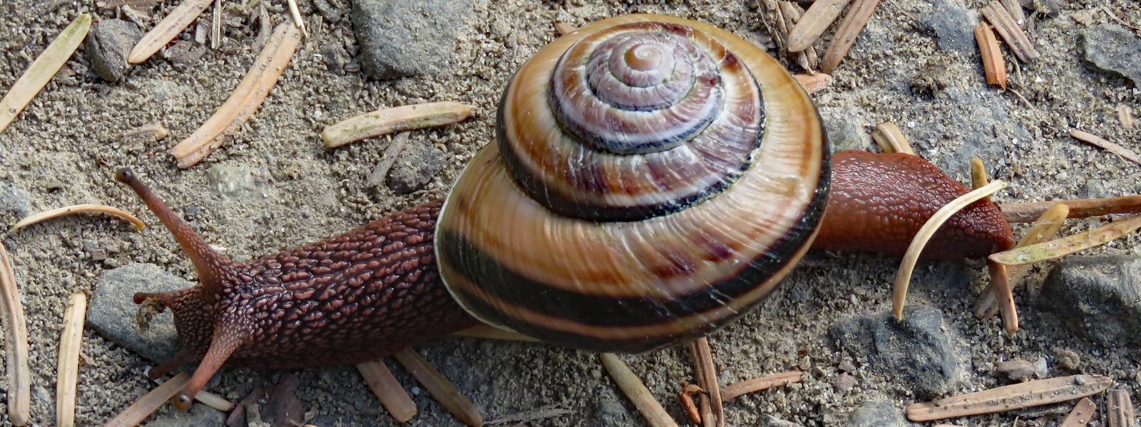 Red Snail | RegenAxe