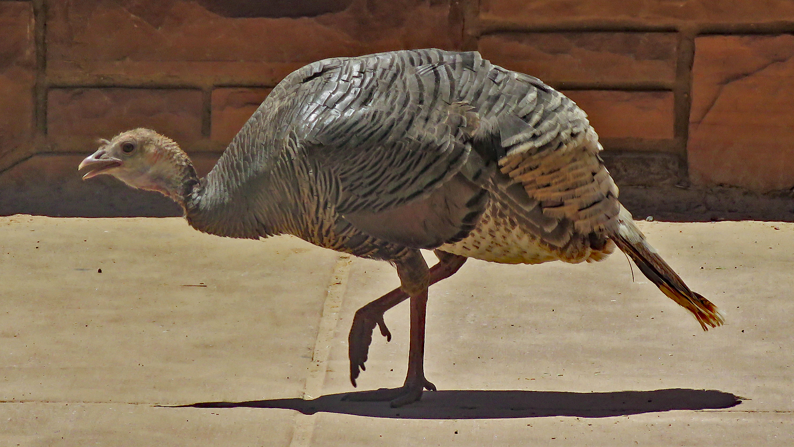 Back to the New Normal | RegenAxe