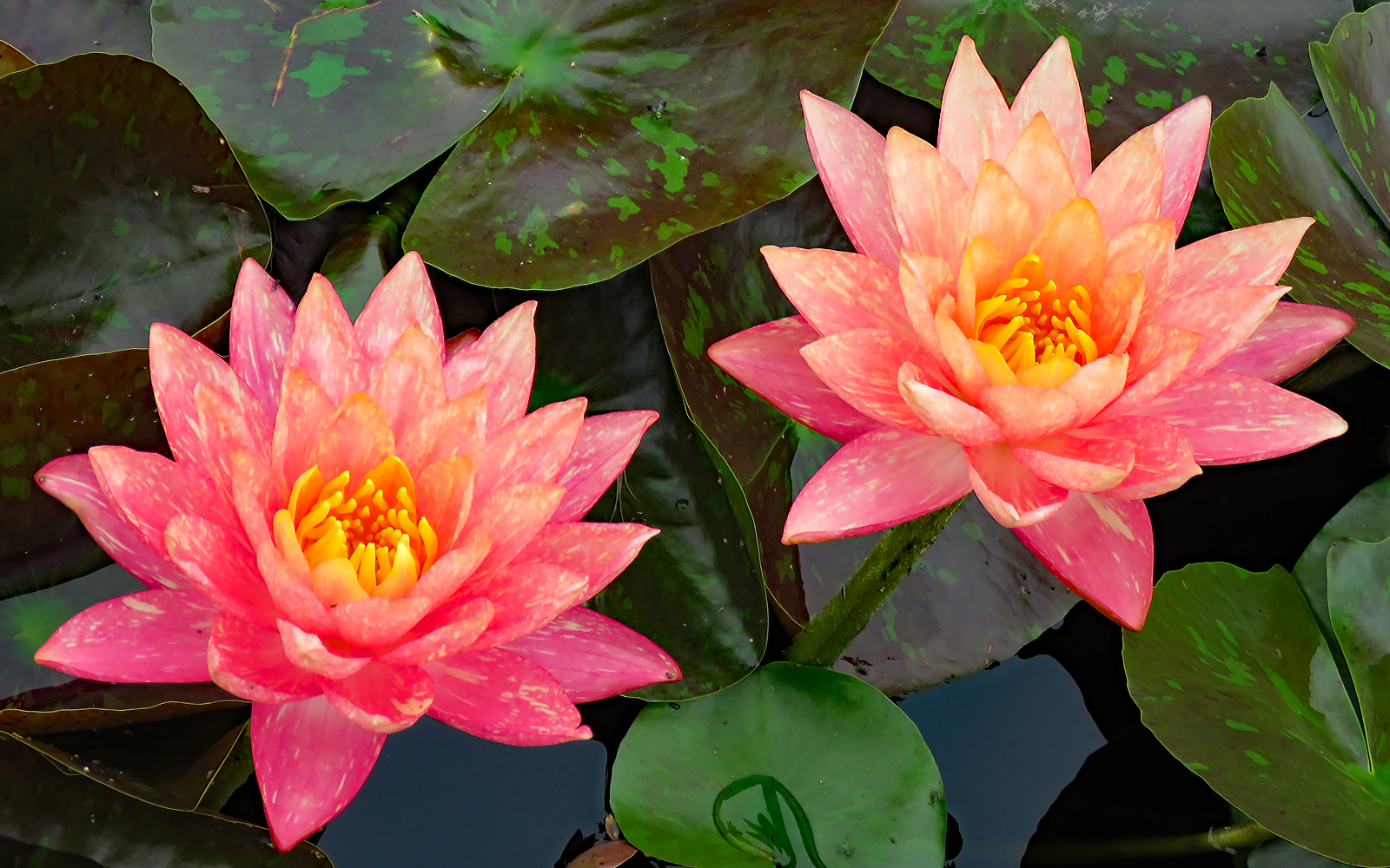 Two-tone Hardy Water Lily | RegenAxe