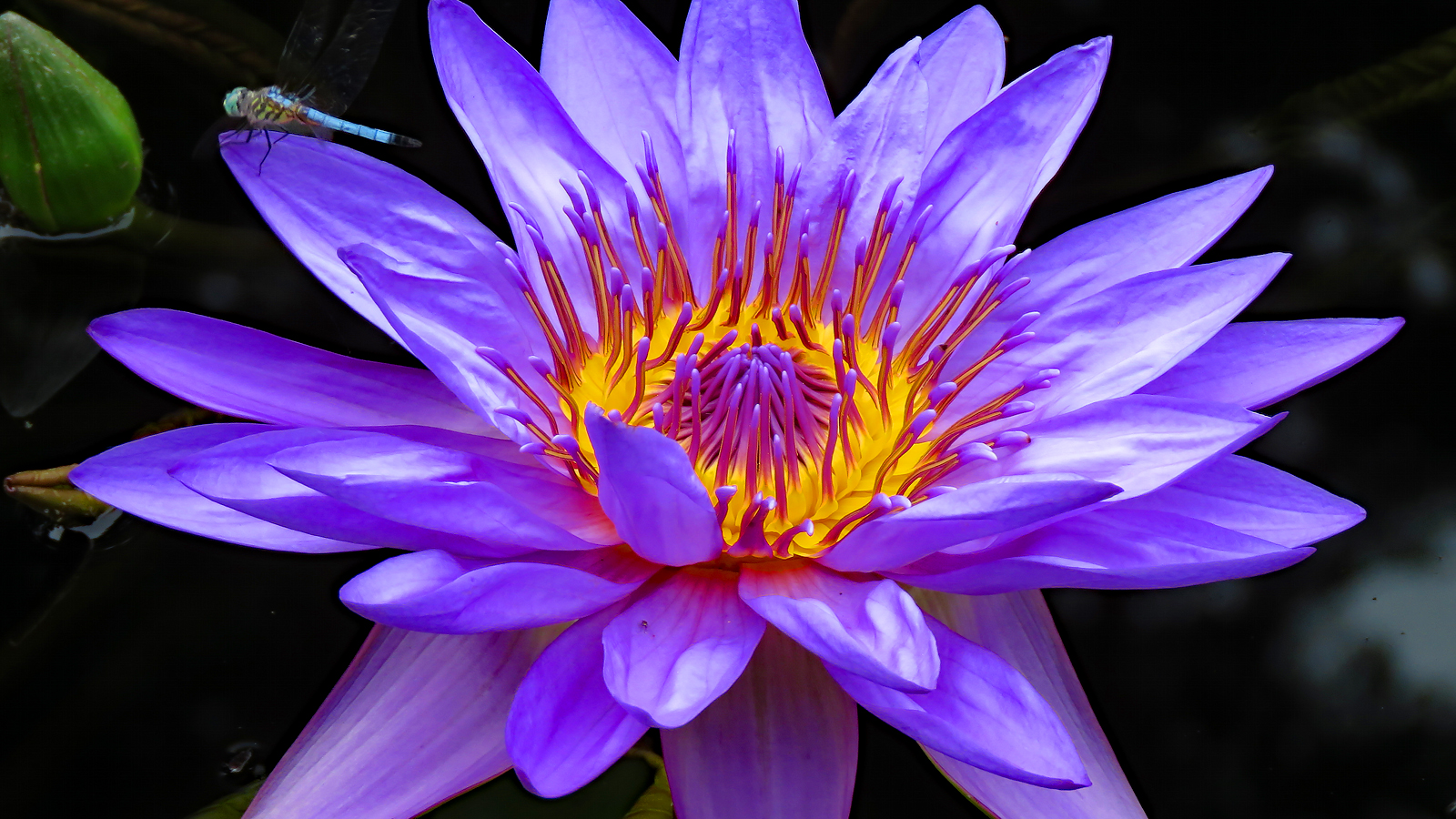 Water Lily and Dragonfly | RegenAxe