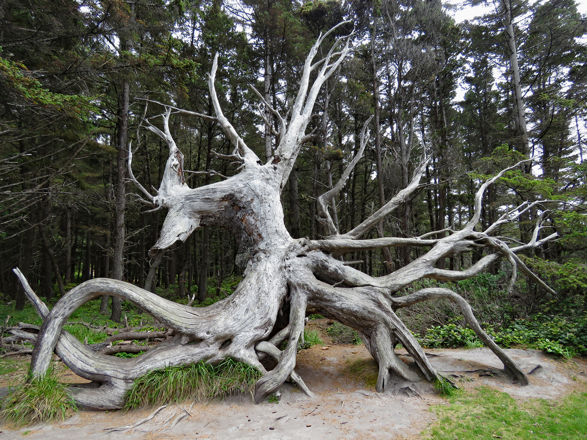 Gnarly Oregon Tree | RegenAxe