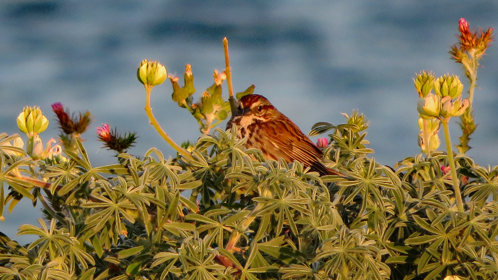 Sparrow in the Bush | RegenAxe