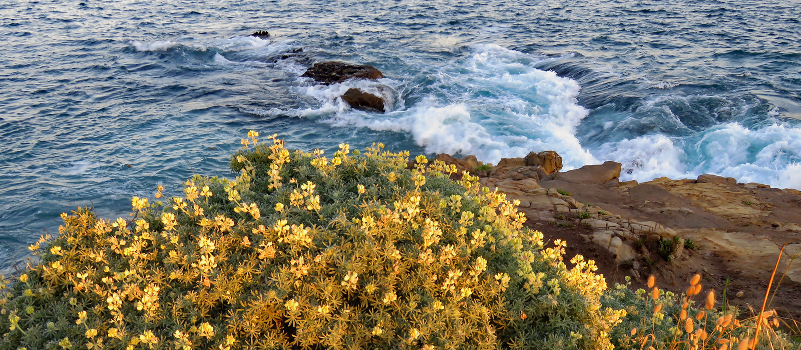 Sunset Surf | RegenAxe