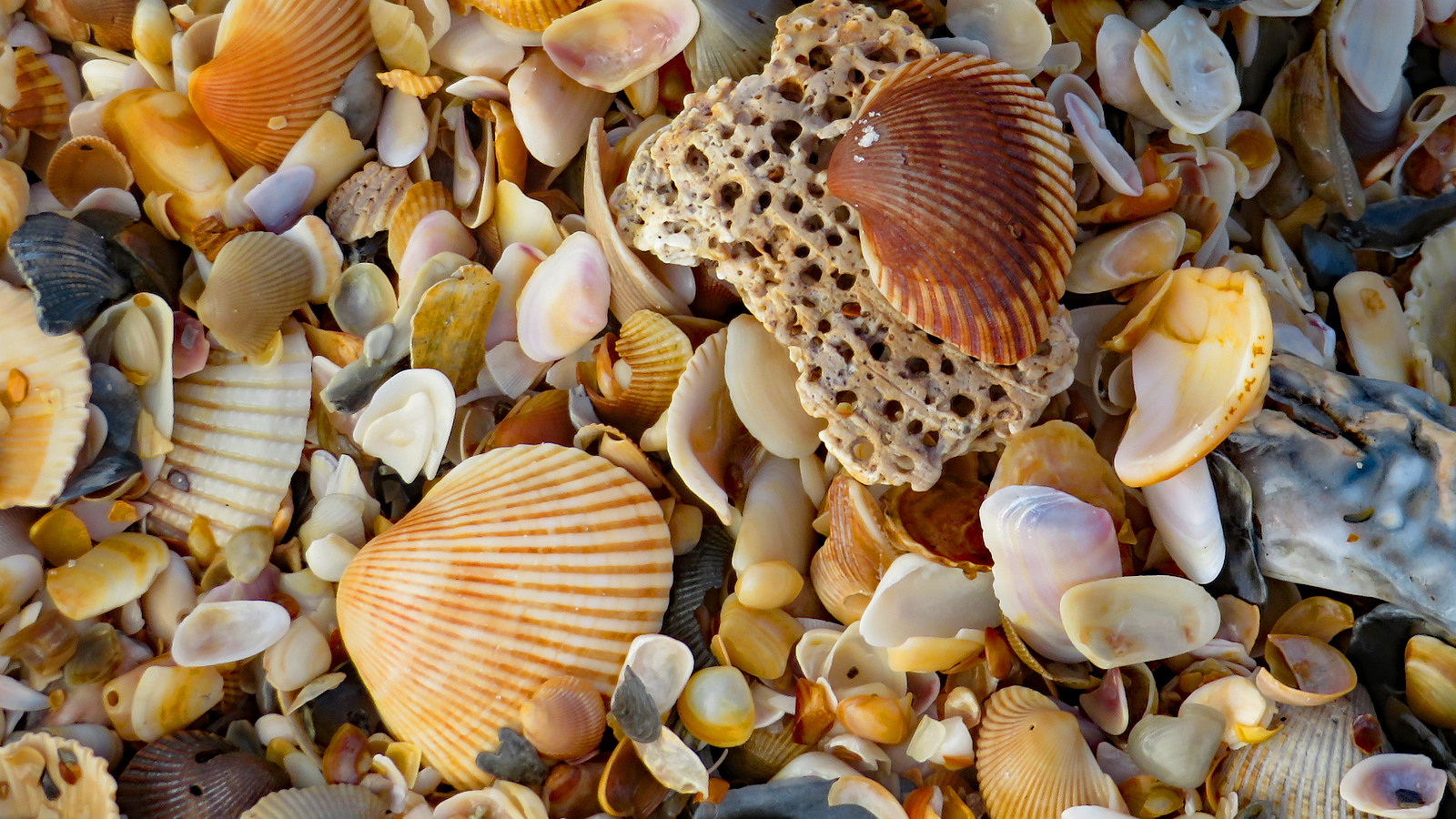 Future Fossils | RegenAxe