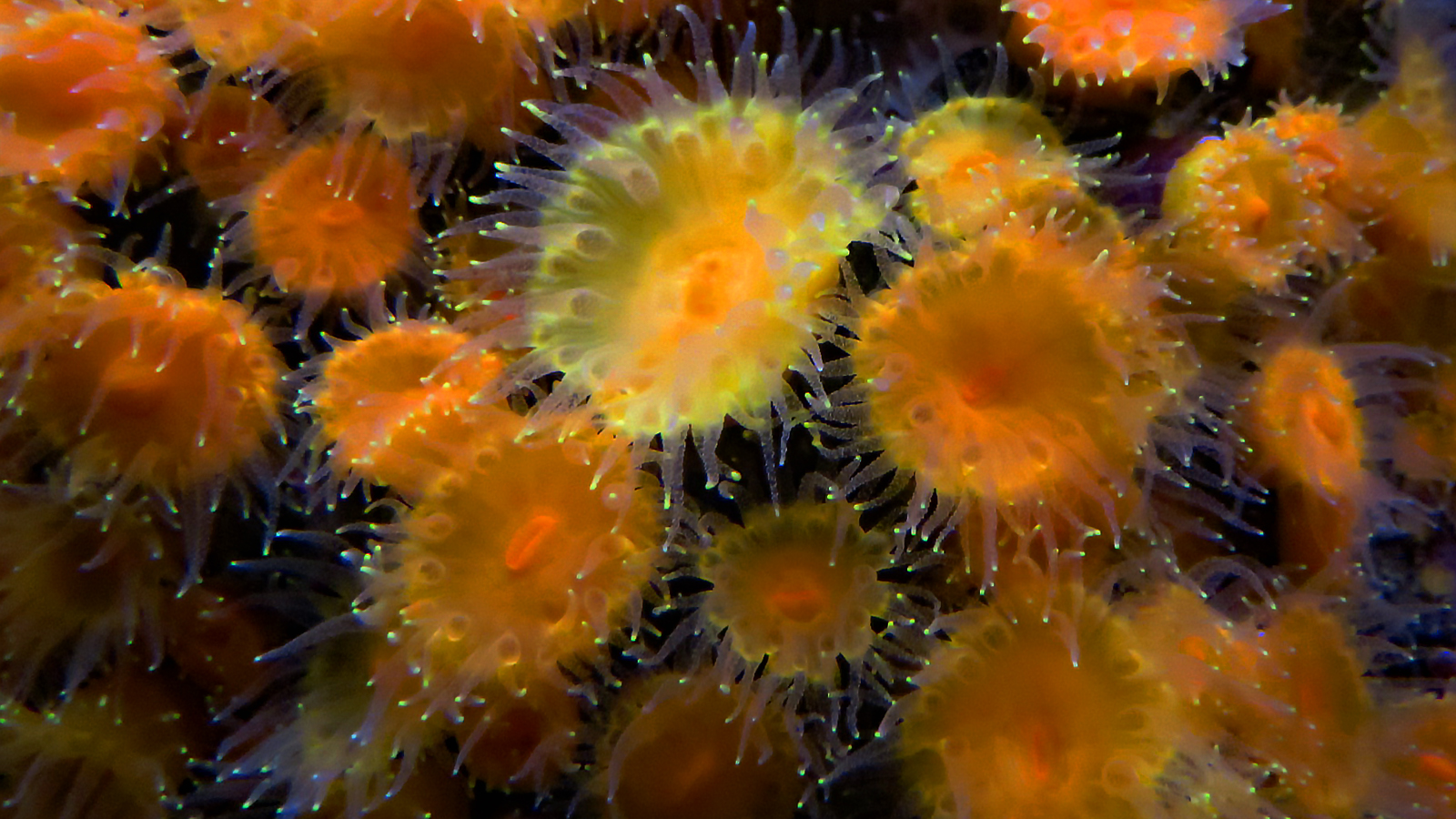 Orange Cup Coral | RegenAxe