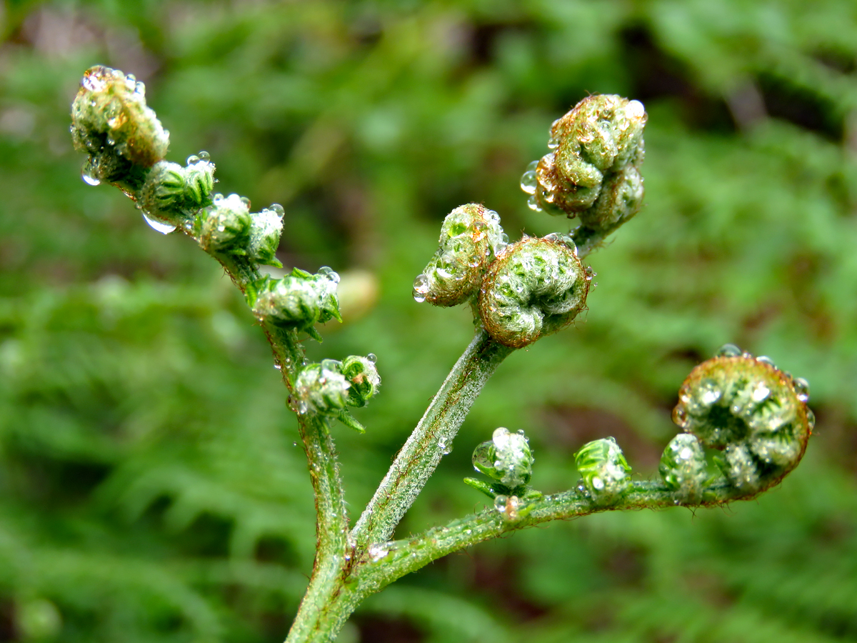 Furled Fern | RegenAxe