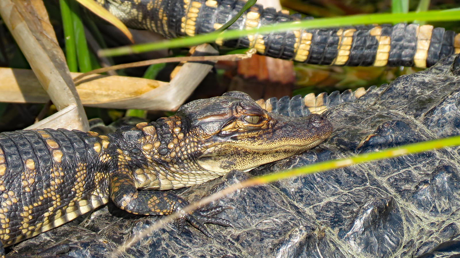 Baby Gator | RegenAxe