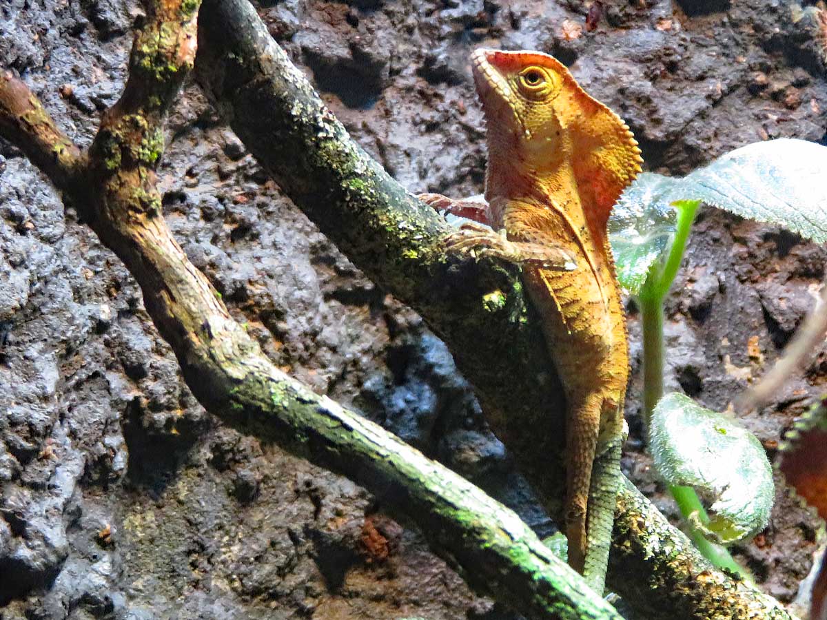 Elegant Helmeted Iguana | RegenAxe