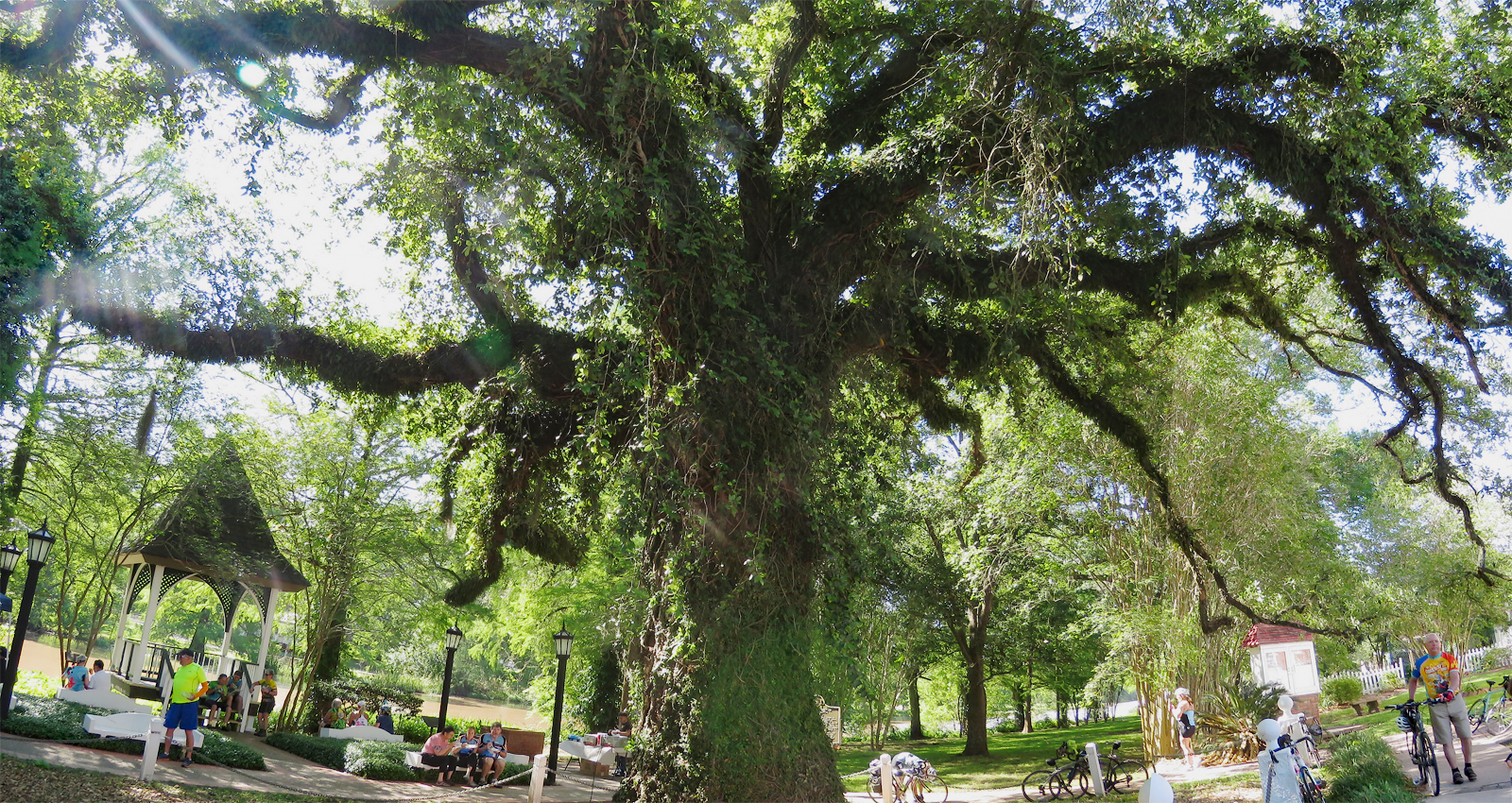 Evangeline Oak | RegenAxe