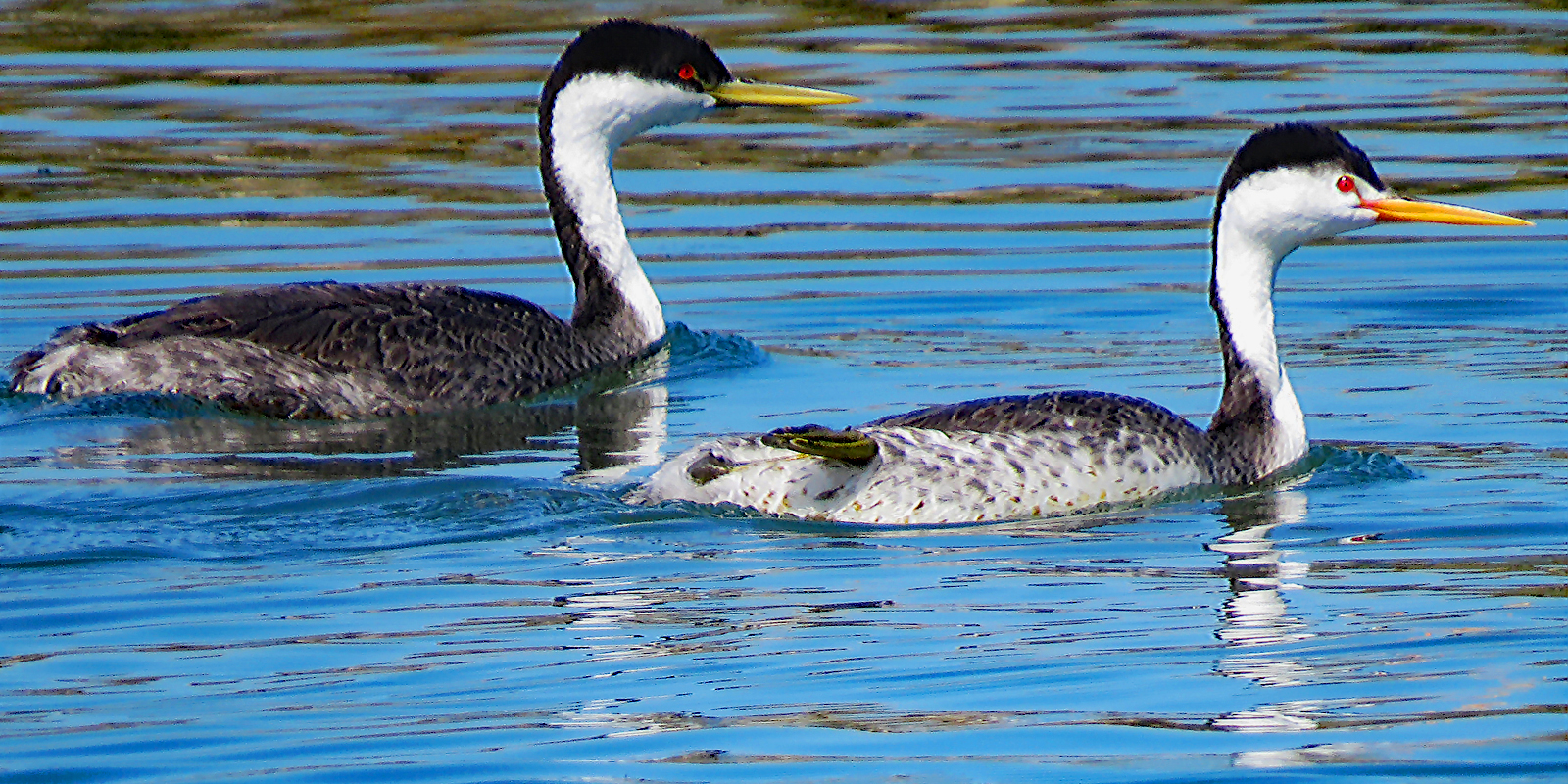 Grebes | RegenAxe
