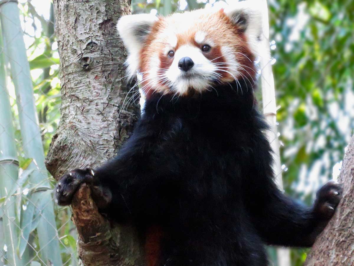 Red Panda | RegenAxe