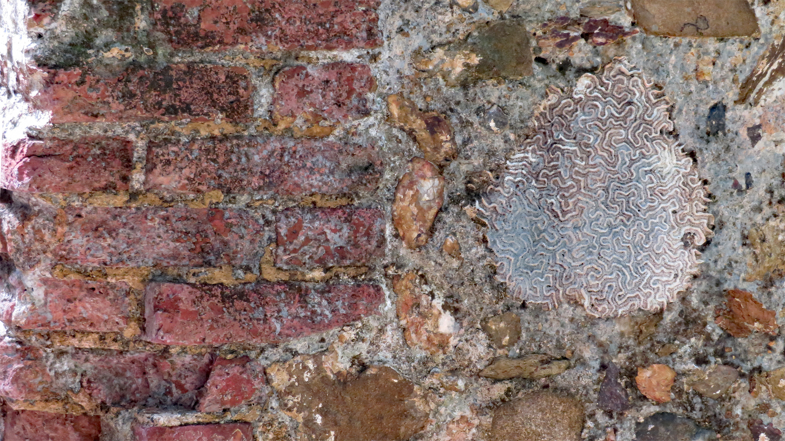 Building with Brain Coral | RegenAxe