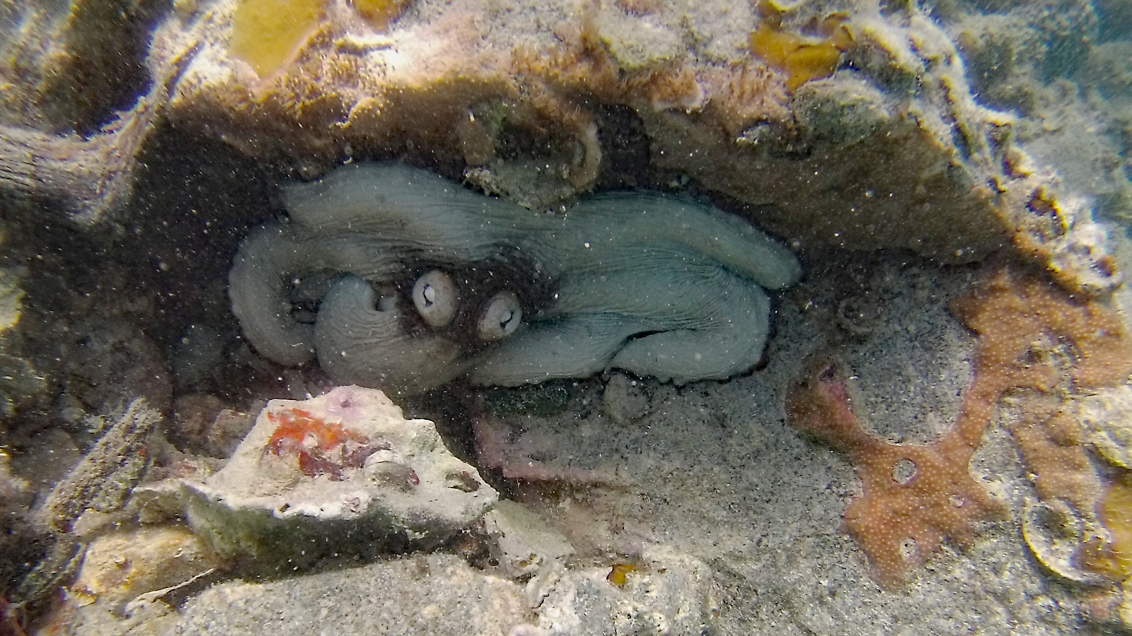 Octopus’s Garden | RegenAxe