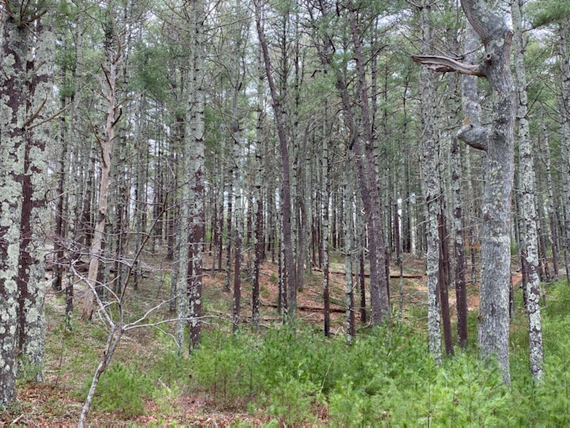 Cape Cod Forest | RegenAxe
