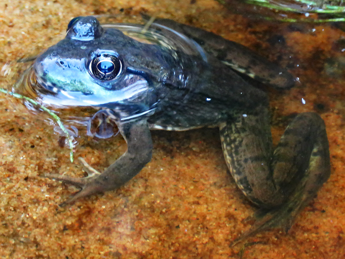 A Real Frog Strangler | RegenAxe