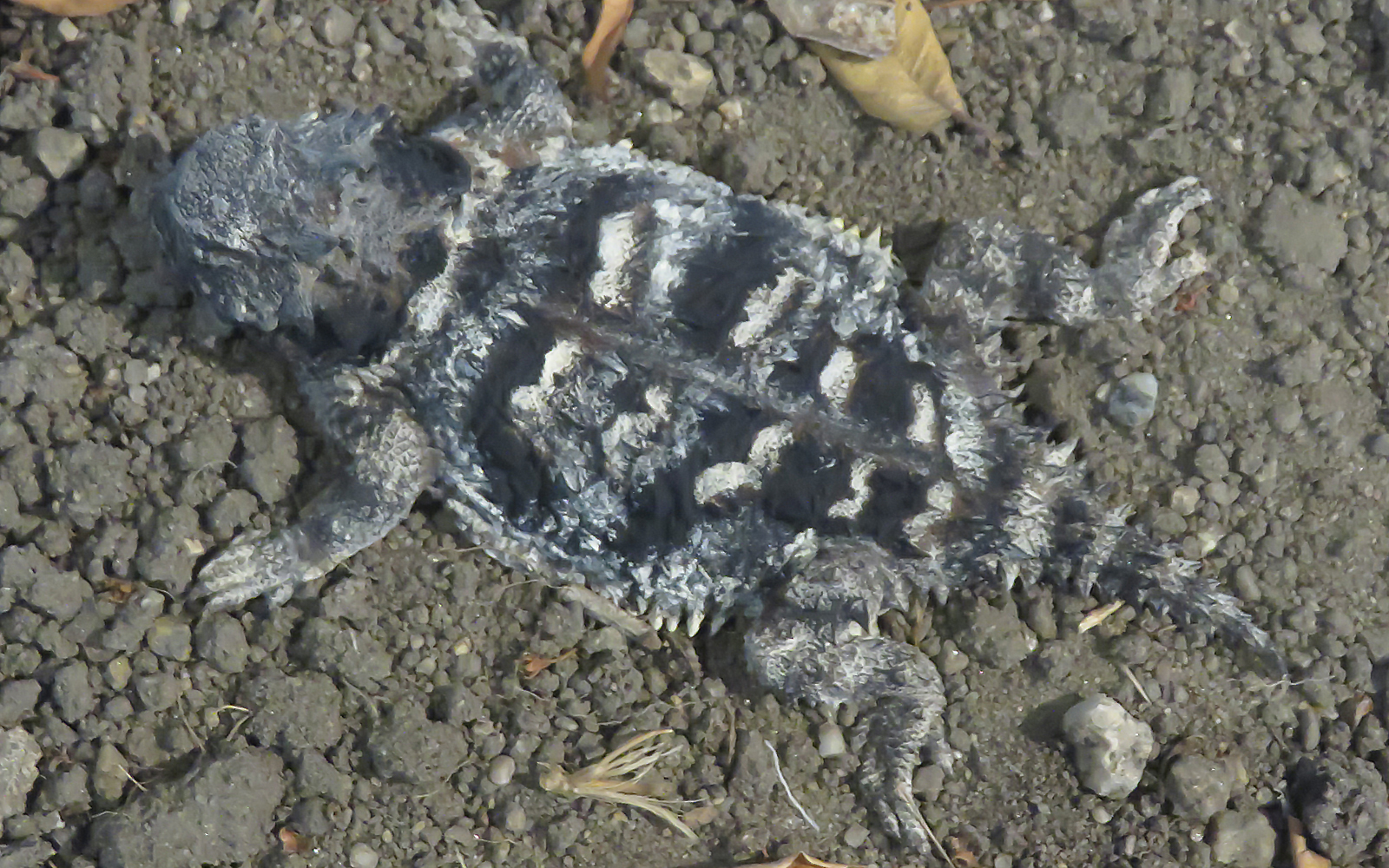 Coast Horned Toad | RegenAxe