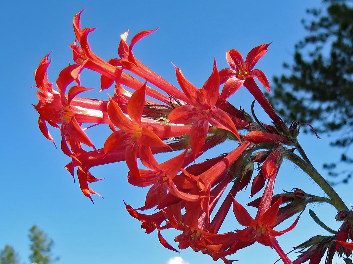 Fairy Trumpet | RegenAxe