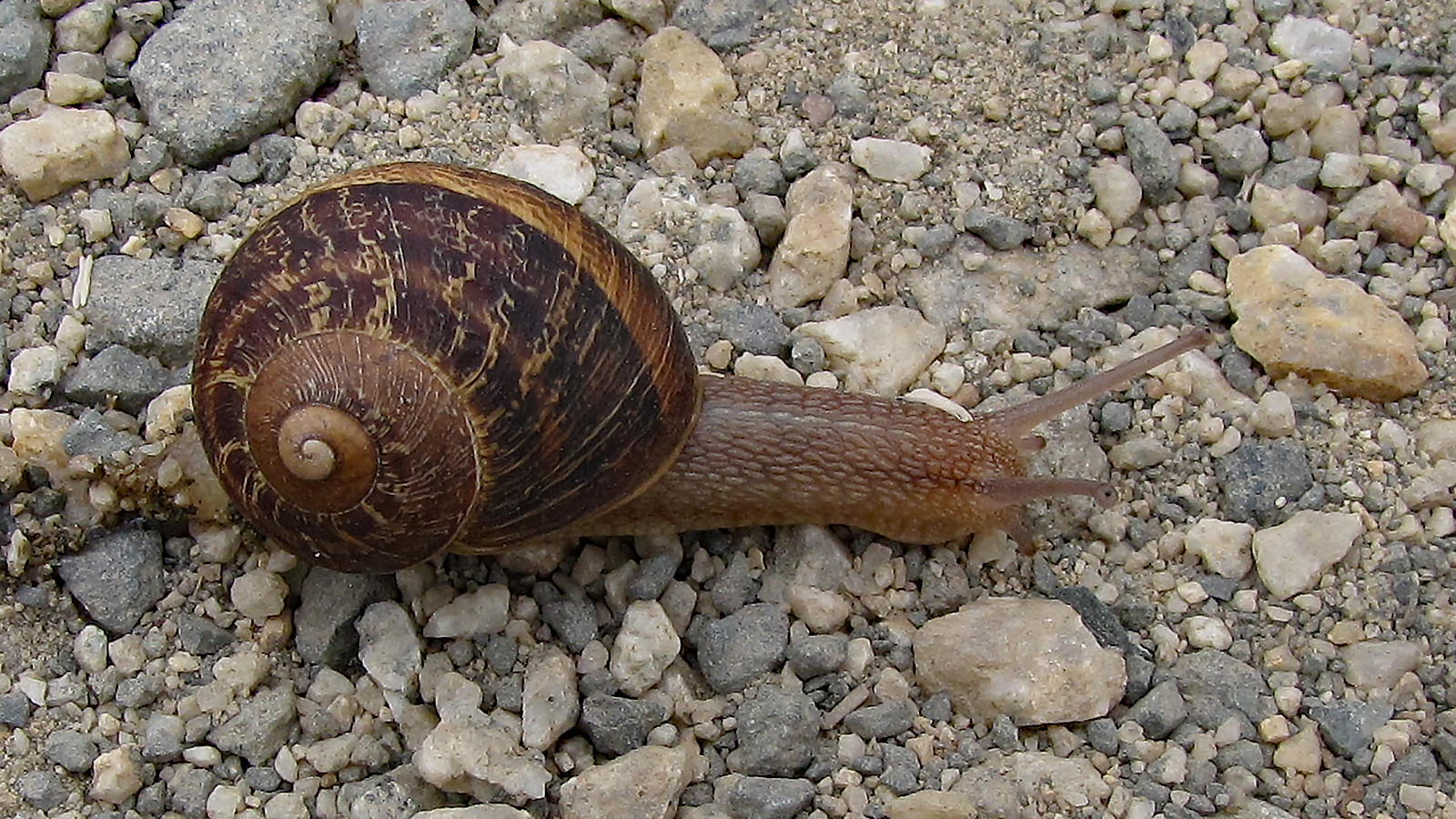 Red Snail | RegenAxe