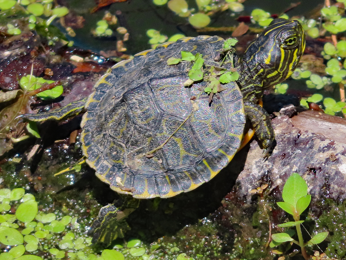 Pet Shop Turtle | RegenAxe